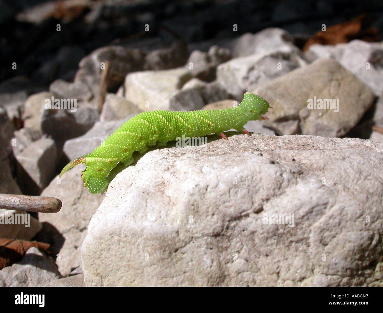 caterpillar on a stone Stock Photo - Alamy