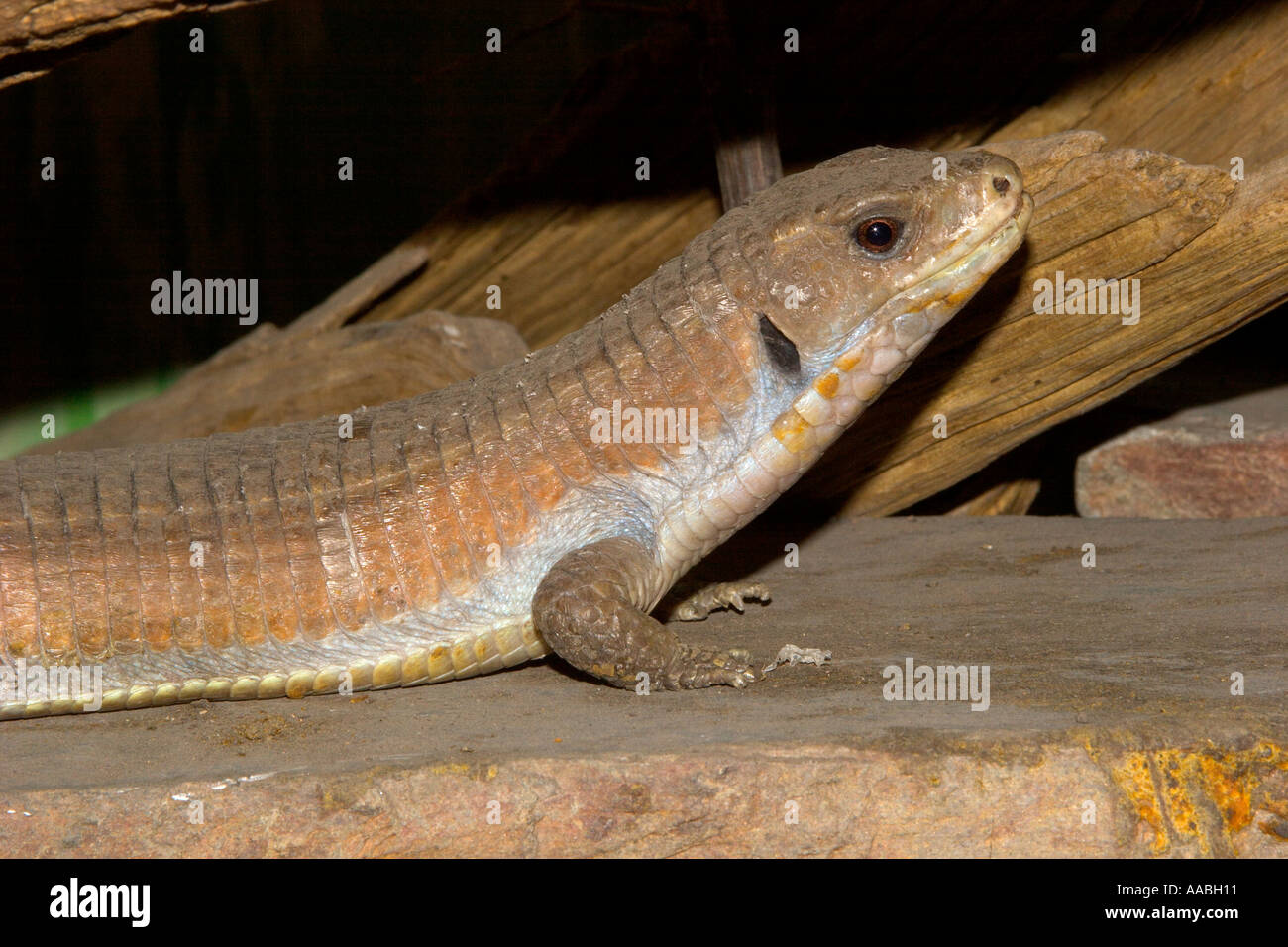 Plated lizard hi-res stock photography and images - Alamy