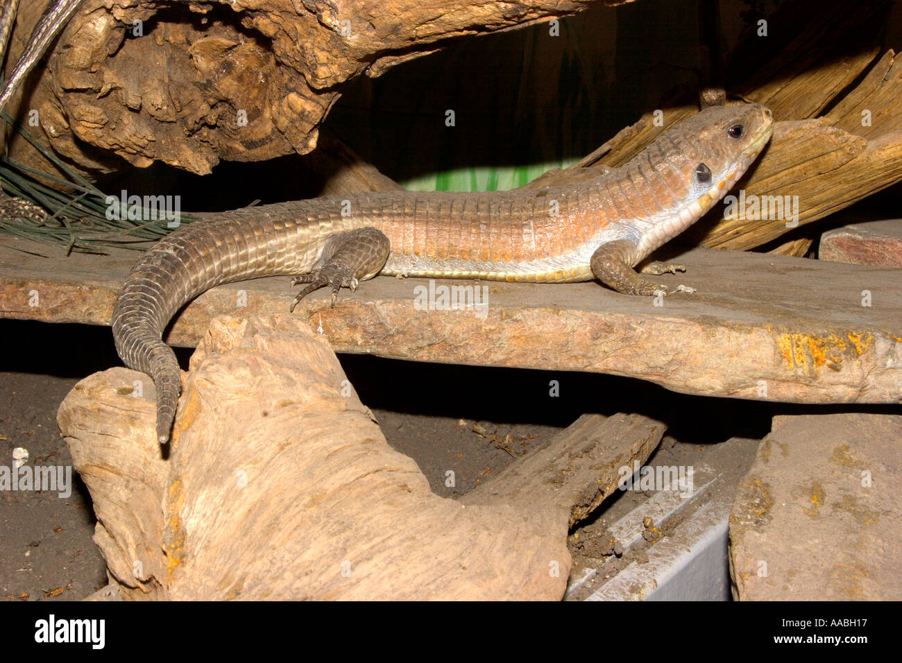 Major lizard hi-res stock photography and images - Alamy