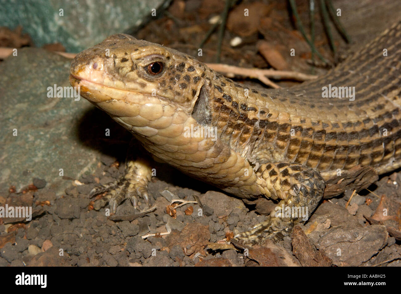 Plated lizard hi-res stock photography and images - Alamy