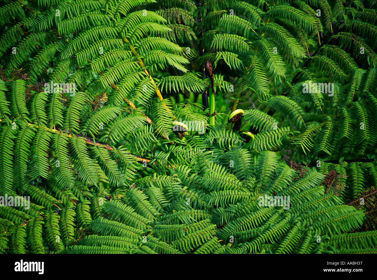 Nz native nikau palm hi-res stock photography and images - Alamy