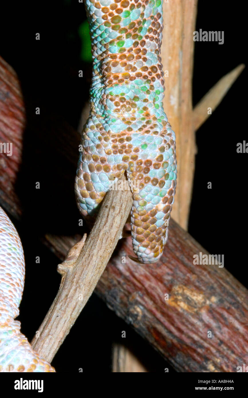 R-208D VEILED CHAMELEON FRONT FOOT OR HAND Stock Photo - Alamy
