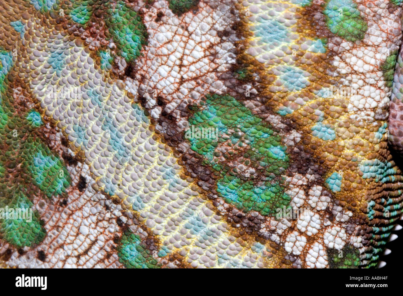 Chameleon skin hi-res stock photography and images - Alamy
