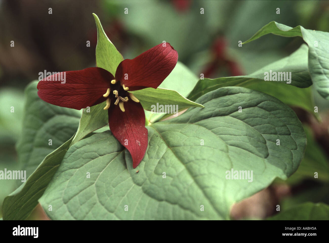 Trillium sp hi-res stock photography and images - Alamy