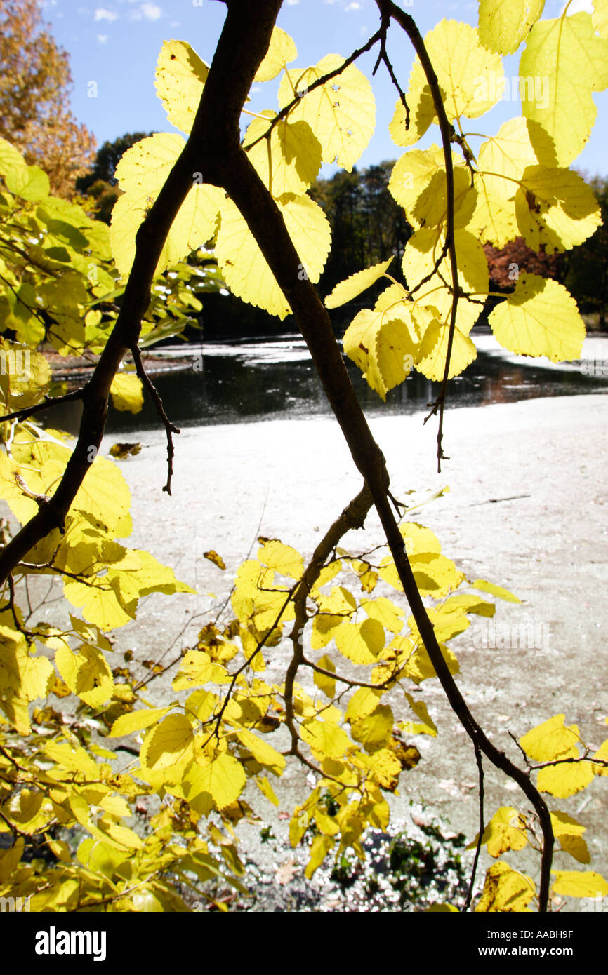 Usa New York City Brooklyn Fall Autumn in Prospect Park Stock Photo - Alamy