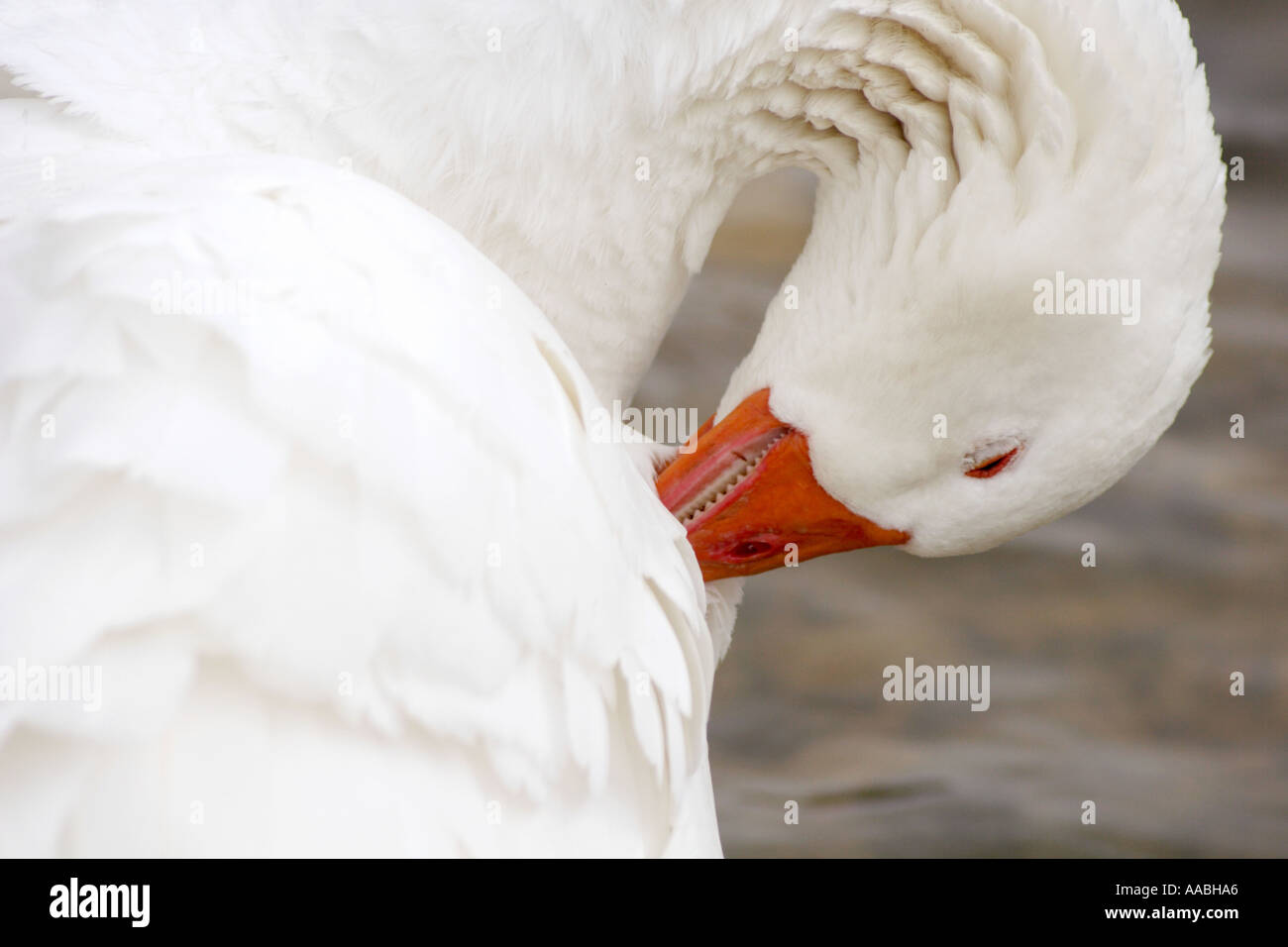 White geese grooming feathers hi-res stock photography and images - Alamy