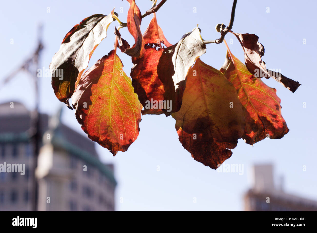 Usa New York City Brooklyn Fall Autumn in Prospect Park Gran Army Plaza ...
