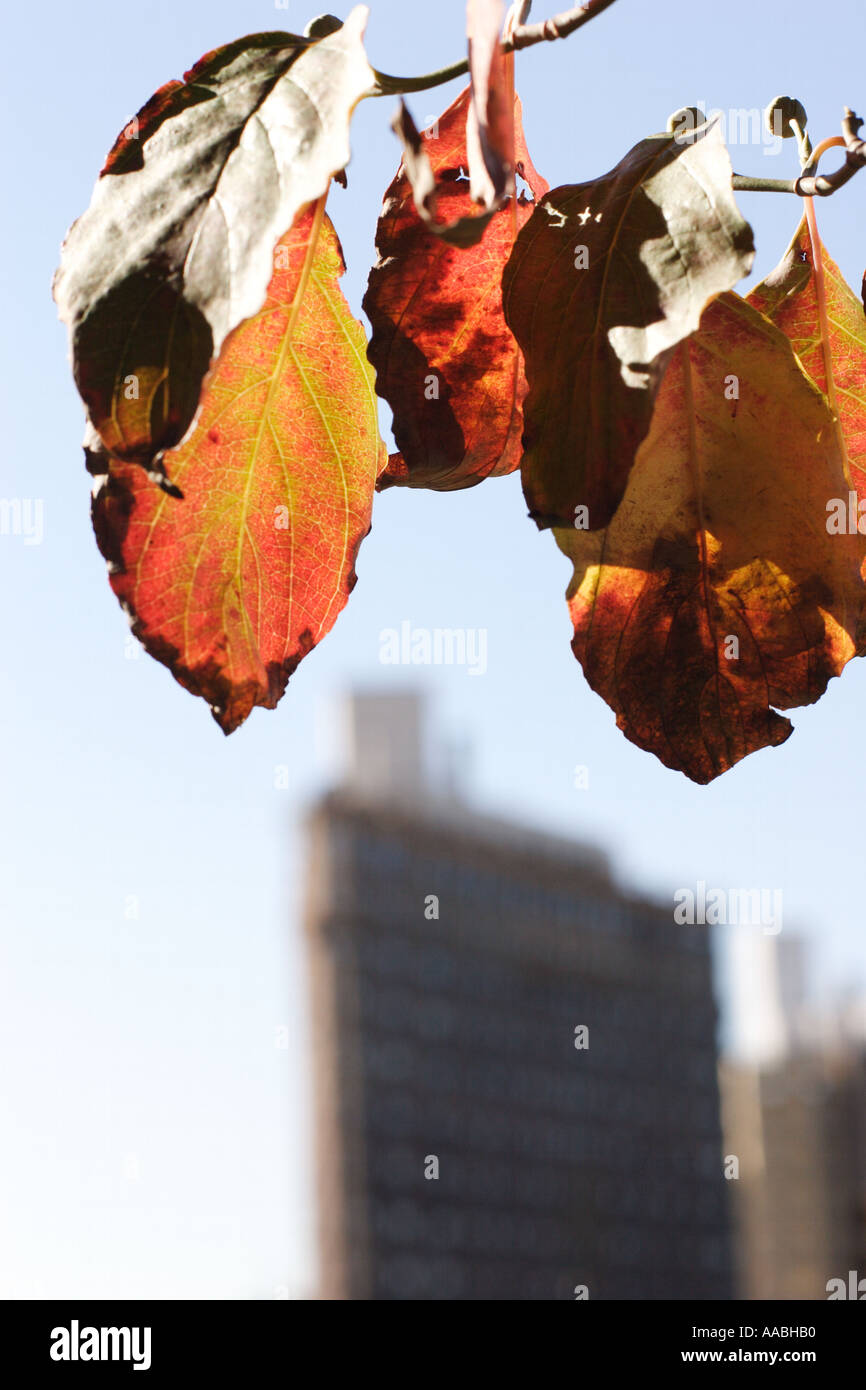 Usa New York City Brooklyn Fall Autumn in Prospect Park Grand Army ...