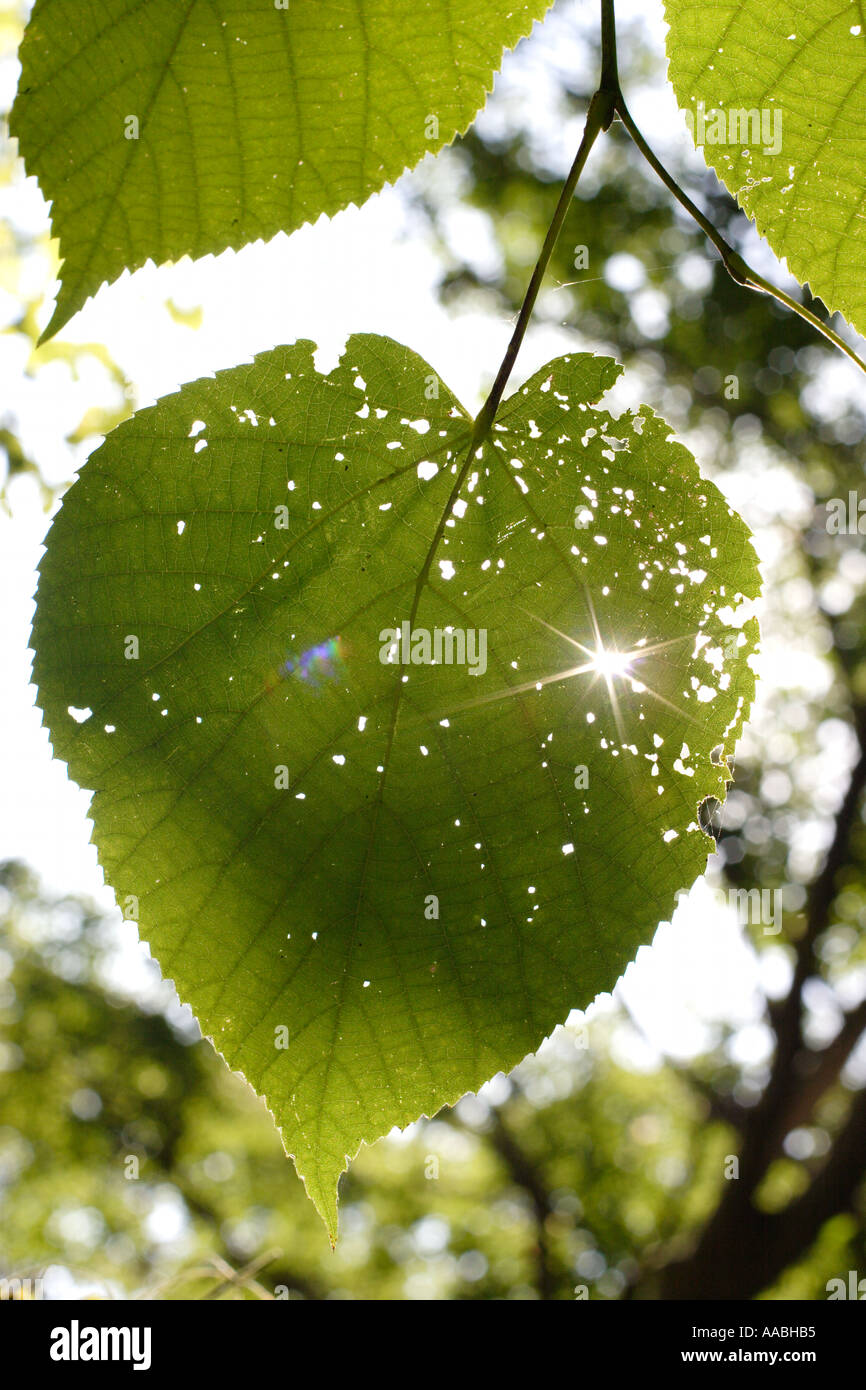 How to stop the light ray of light passing through a leaf Stock Photo ...