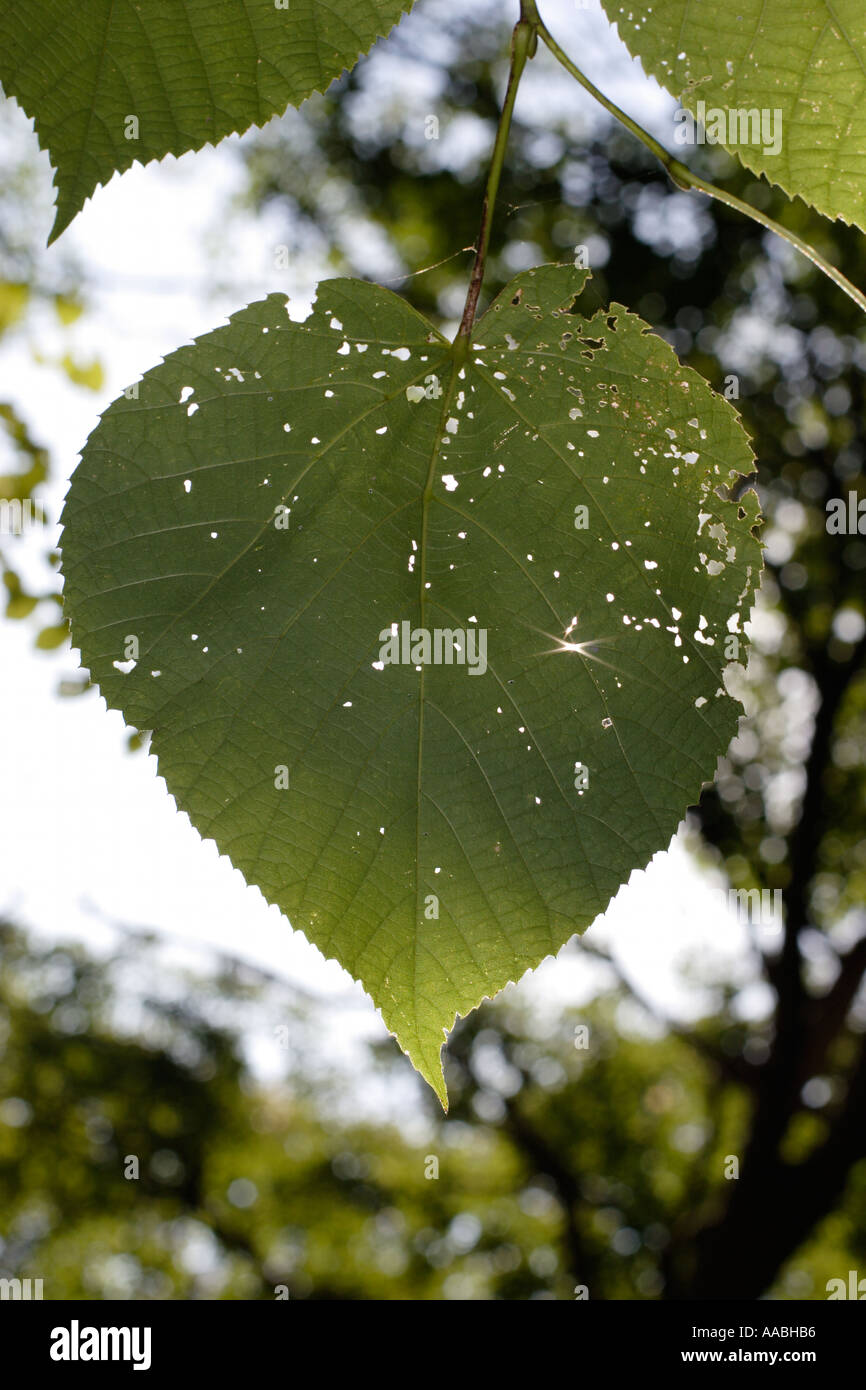 How to stop the light ray of light passing through a leaf Stock Photo ...