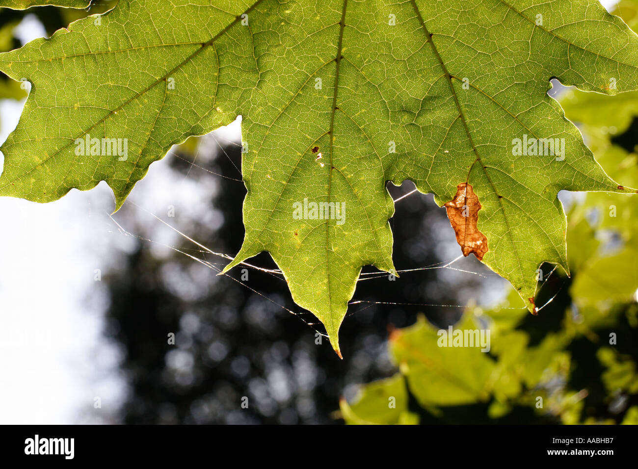 single leaf and spider web Stock Photo - Alamy