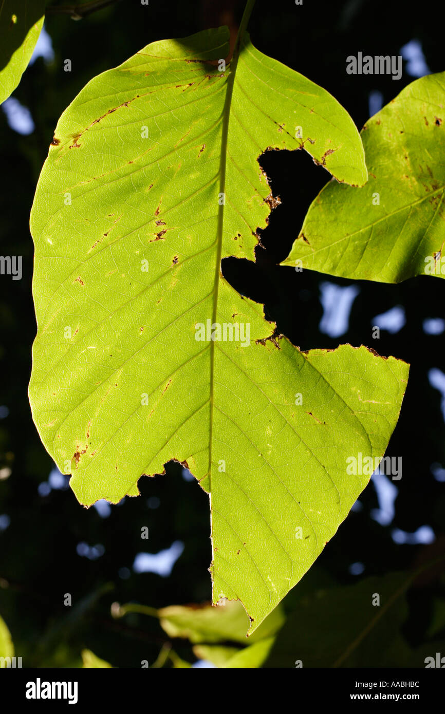 Exemple of life hi-res stock photography and images - Alamy