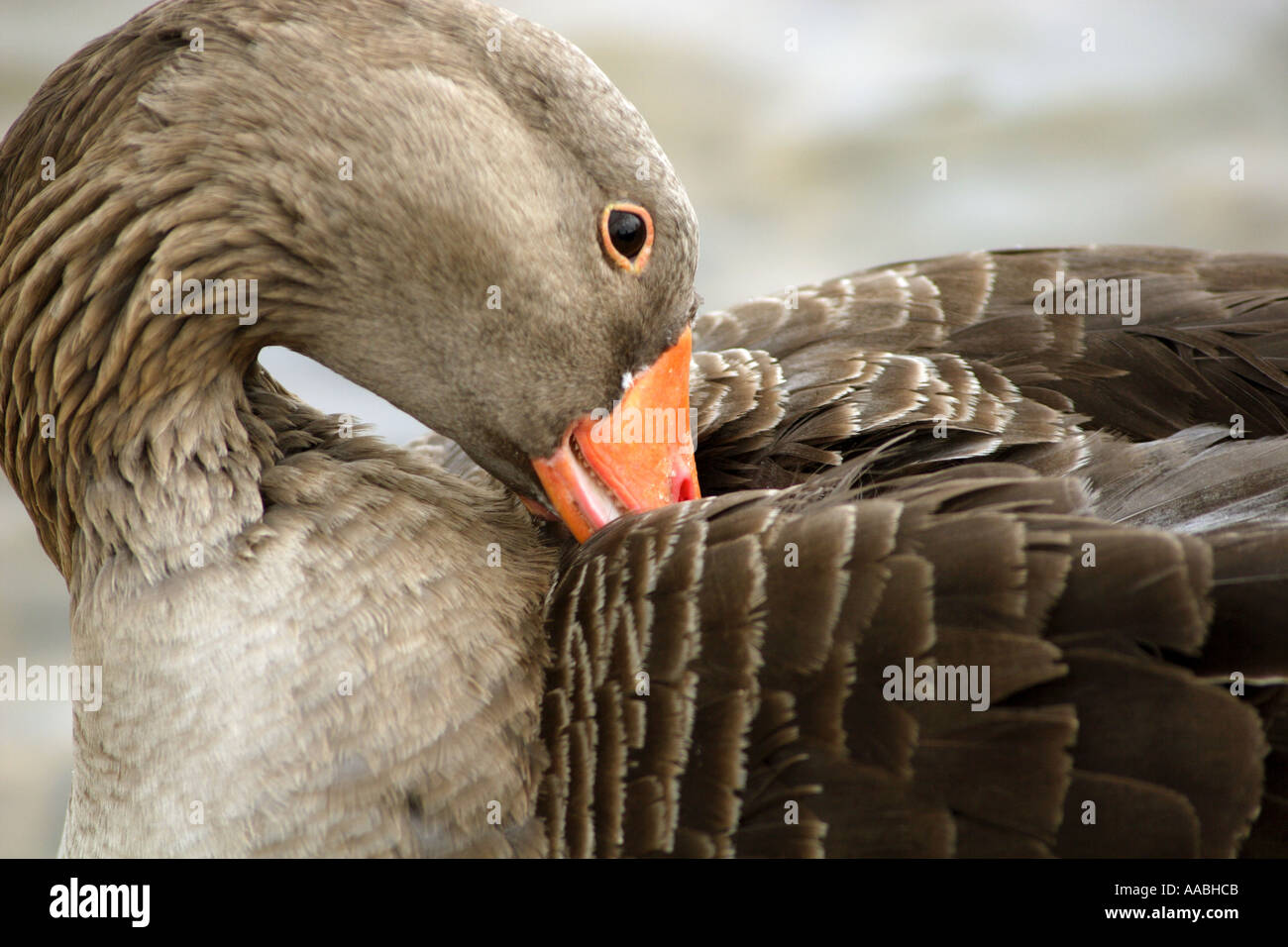 Greylag goose cleaning feathers hi-res stock photography and images - Alamy