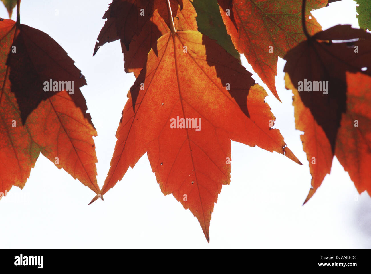 Autumn coulor hi-res stock photography and images - Alamy