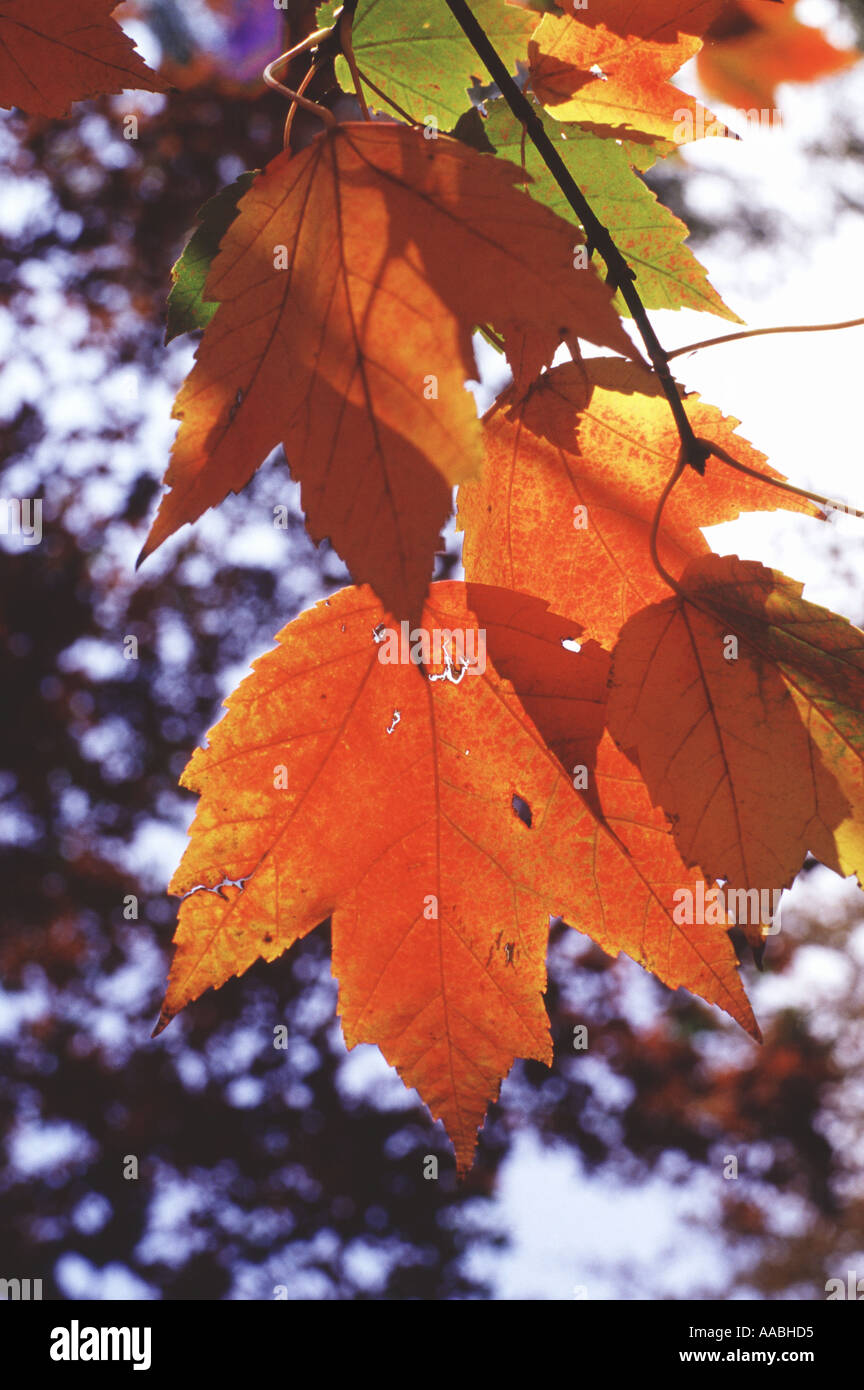 Autumn coulor hi-res stock photography and images - Alamy