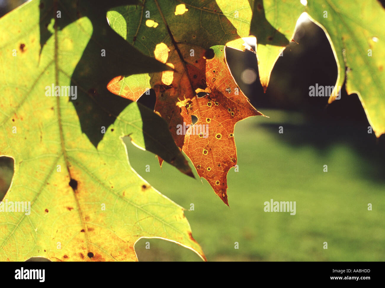 Autumn coulor hi-res stock photography and images - Alamy