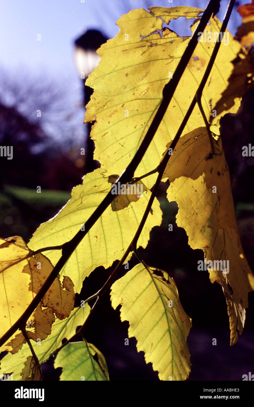 Study of win hi-res stock photography and images - Alamy