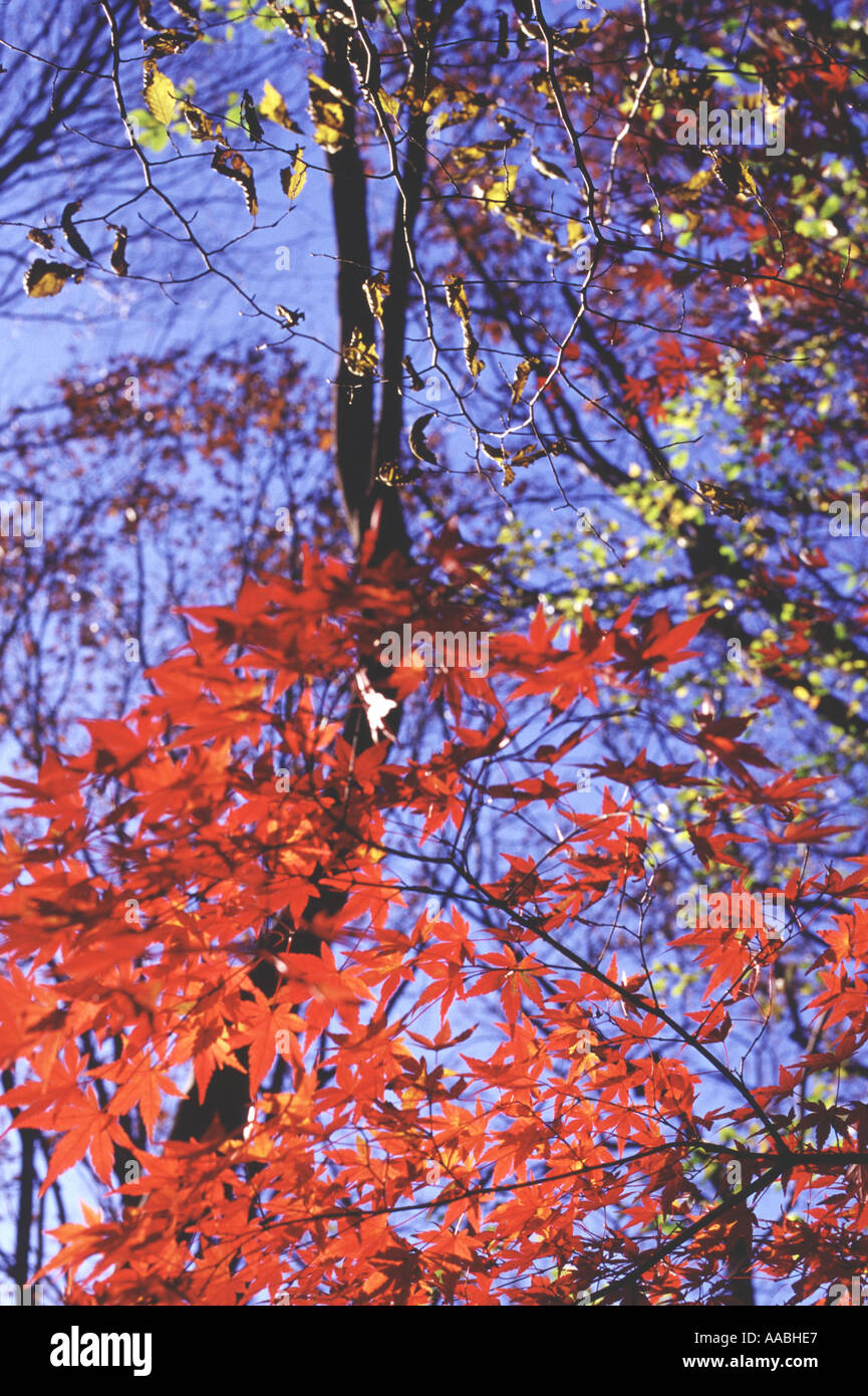 Autumn coulor hi-res stock photography and images - Alamy