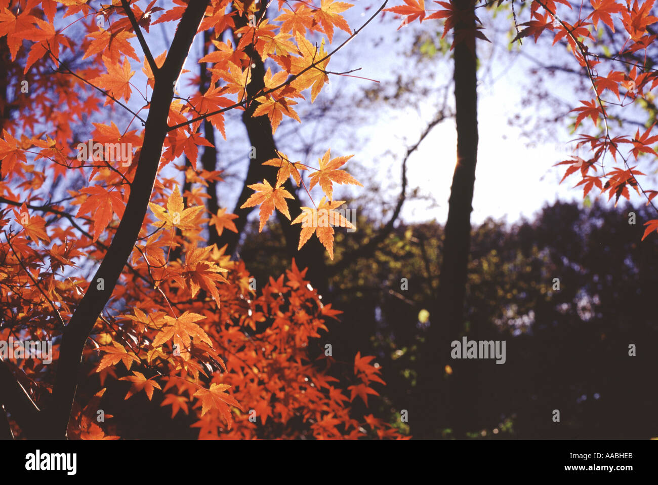 Autumn coulor hi-res stock photography and images - Alamy