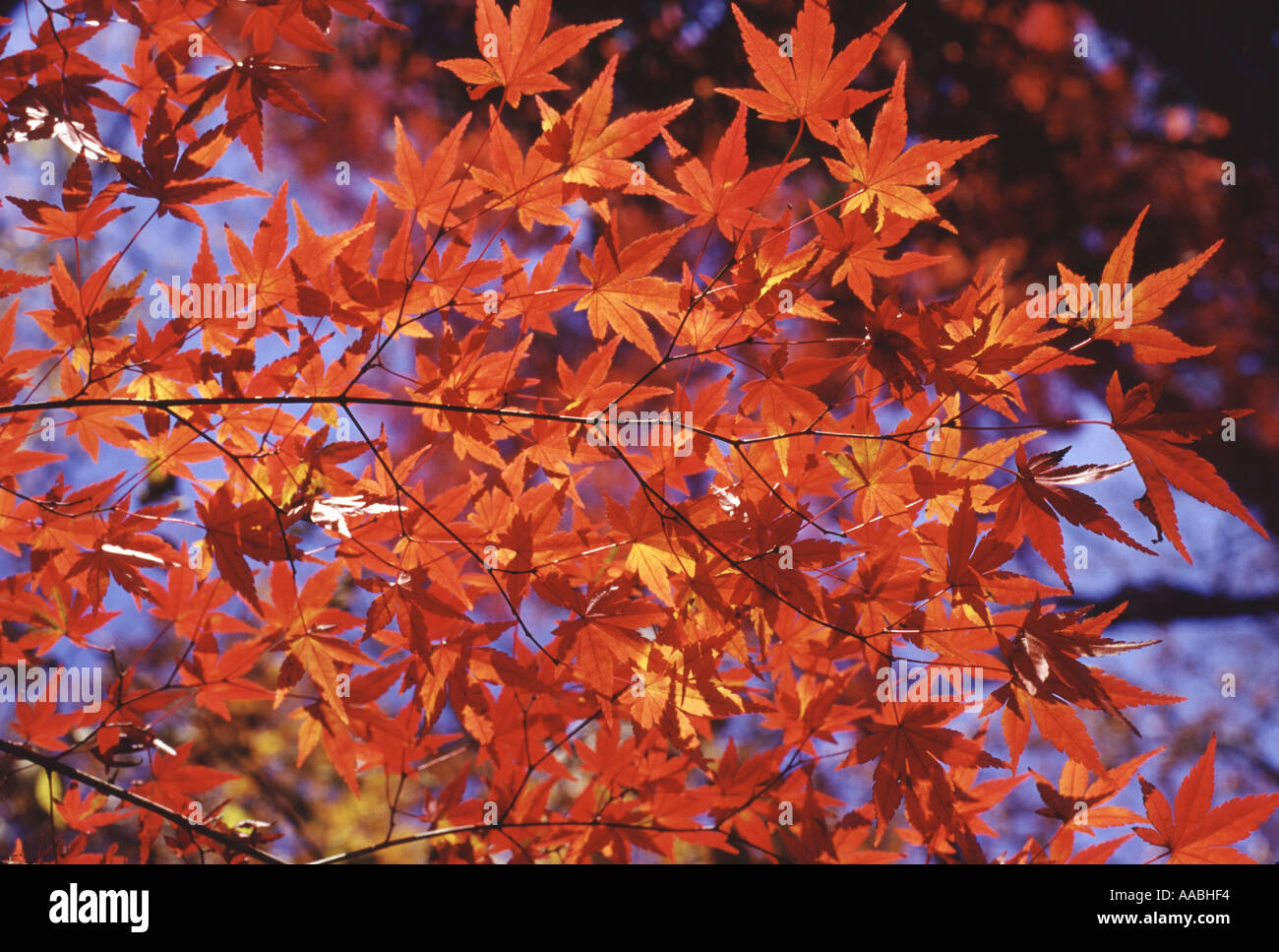 study on autumn leaves Stock Photo - Alamy