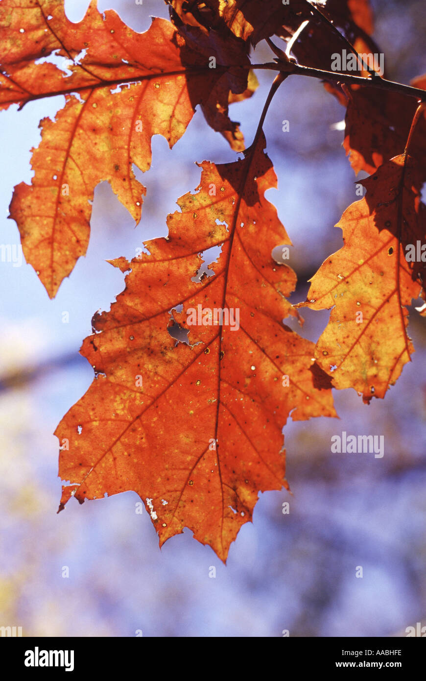 Autumn coulor hi-res stock photography and images - Alamy