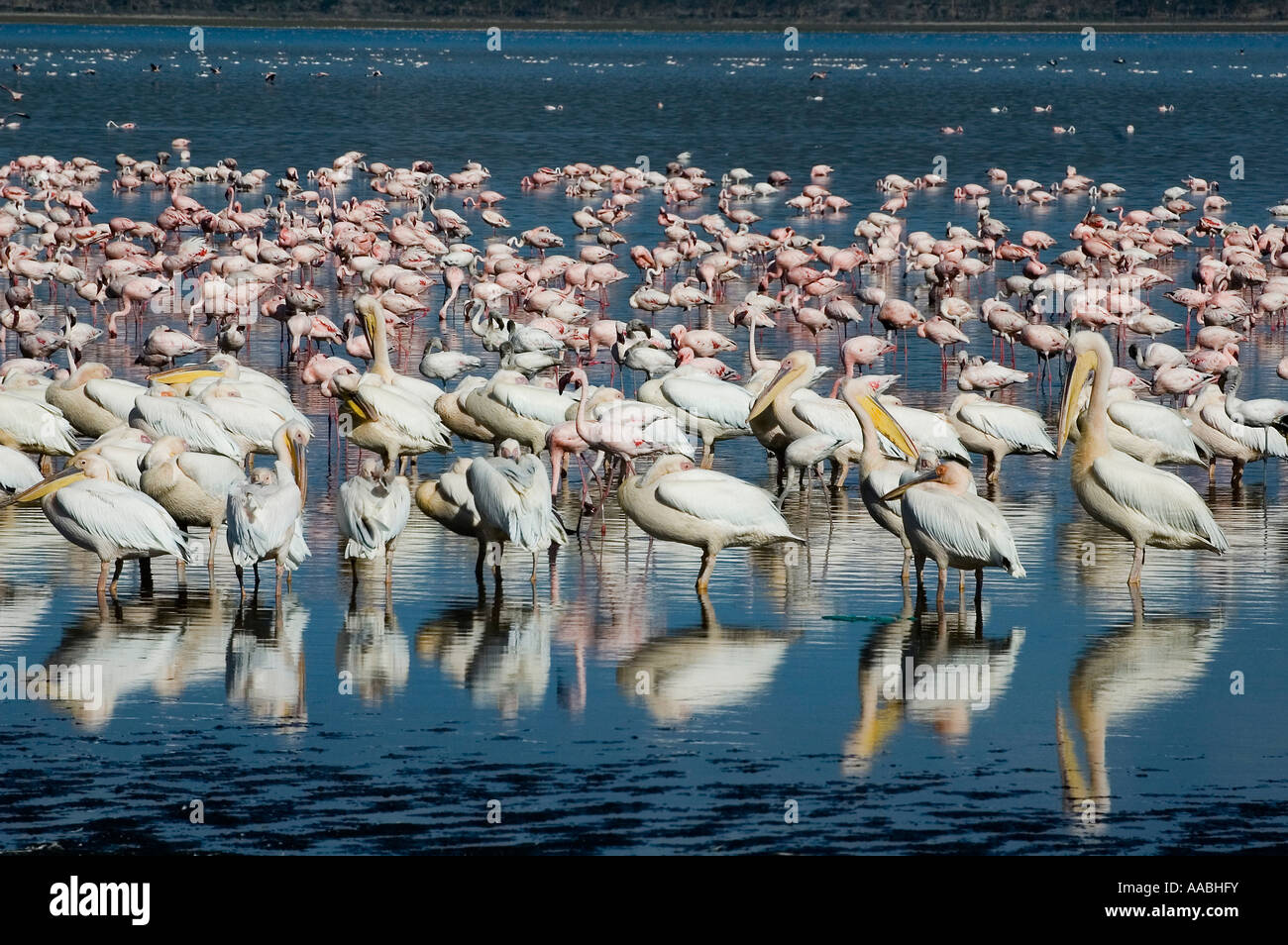 Mixed flock of great white pelicans and lesser flamingos Lake Nakuru ...