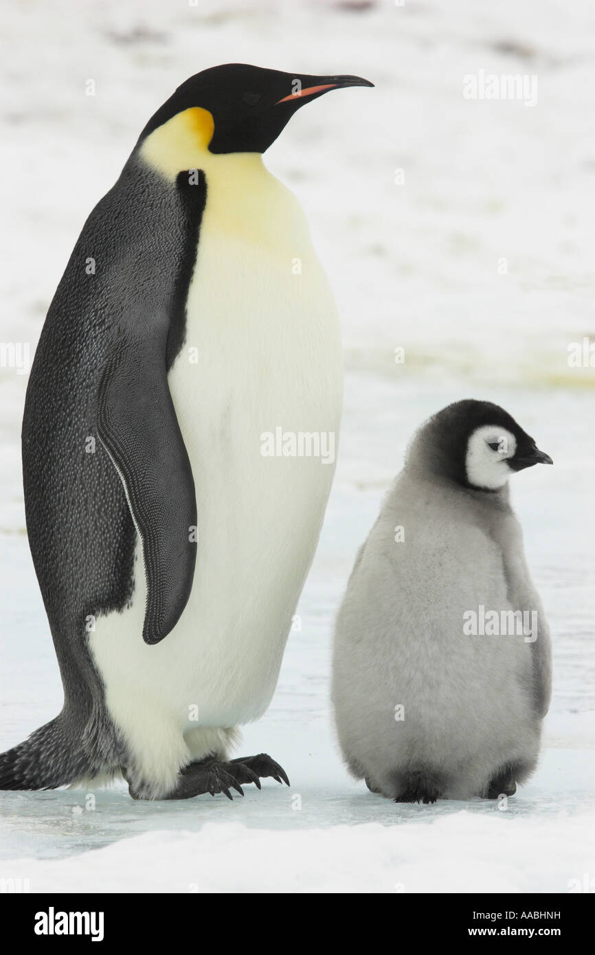 Emperor penguin Aptenodytes forsteri Snow Hill Island Erebus and Terror ...