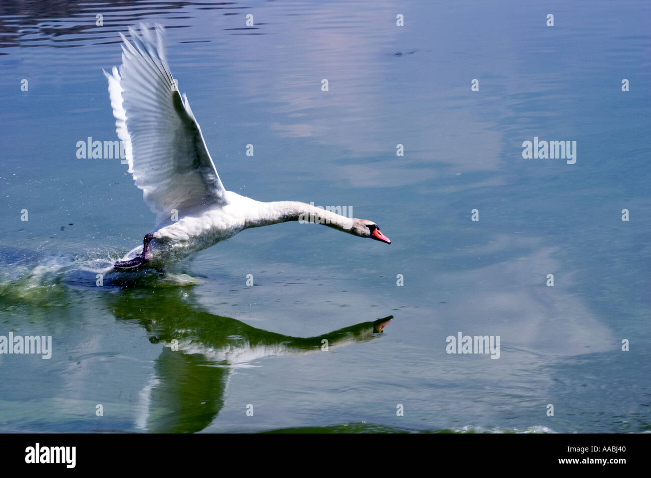 Dangerous swan hi-res stock photography and images - Alamy