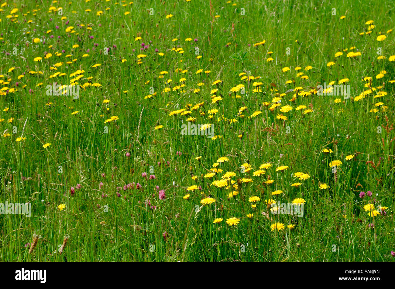Wild Flowers growing in an English Meadow, Summer Stock Photo - Alamy