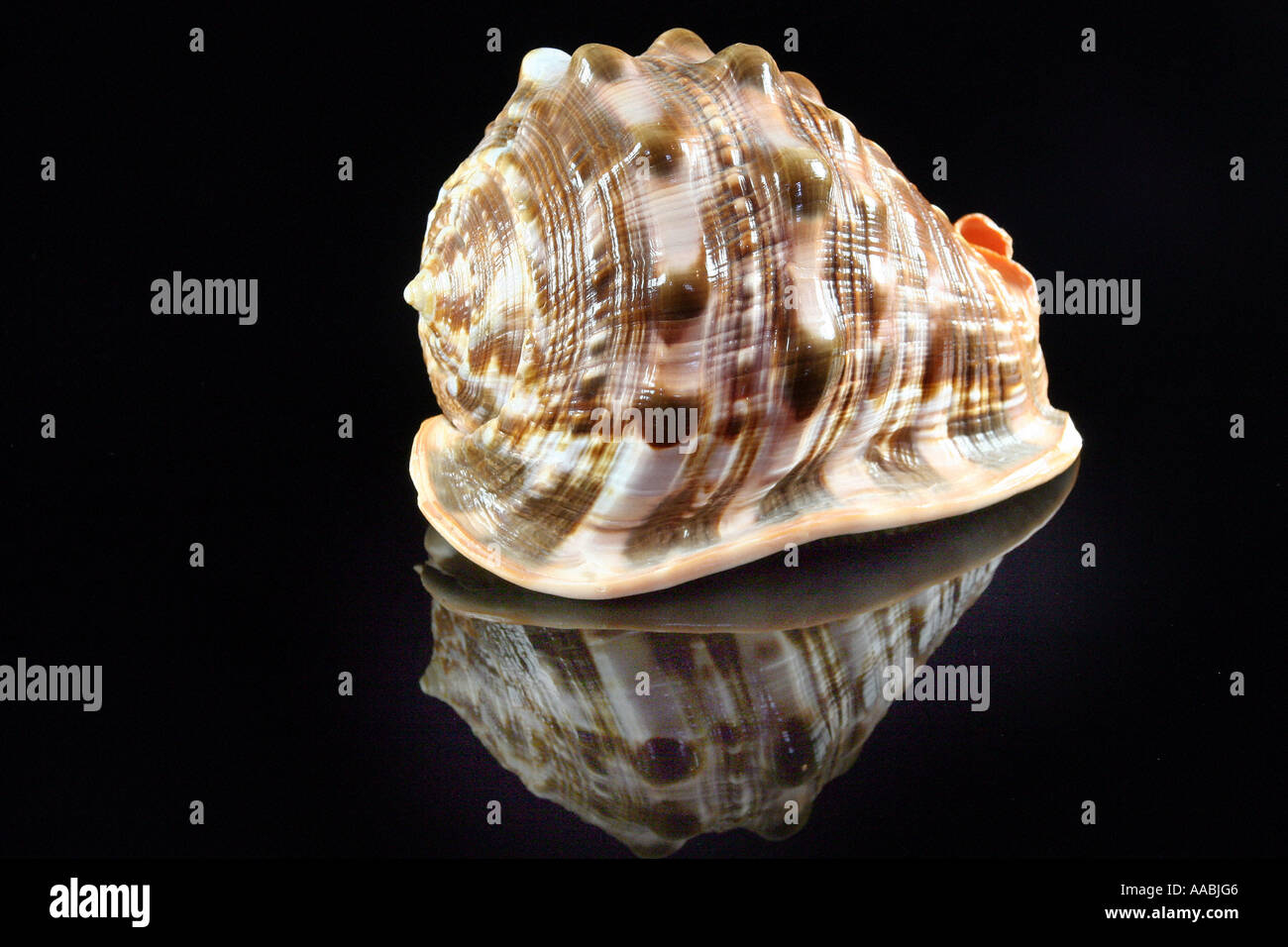 Spineless creature hi-res stock photography and images - Alamy
