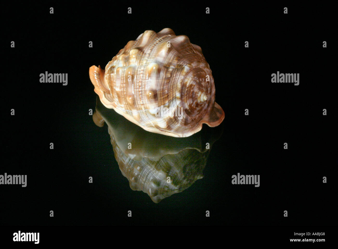 Spineless creature hi-res stock photography and images - Alamy