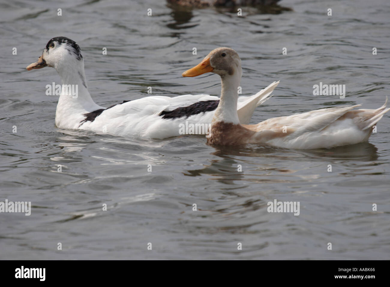 An odd duck hi-res stock photography and images - Alamy
