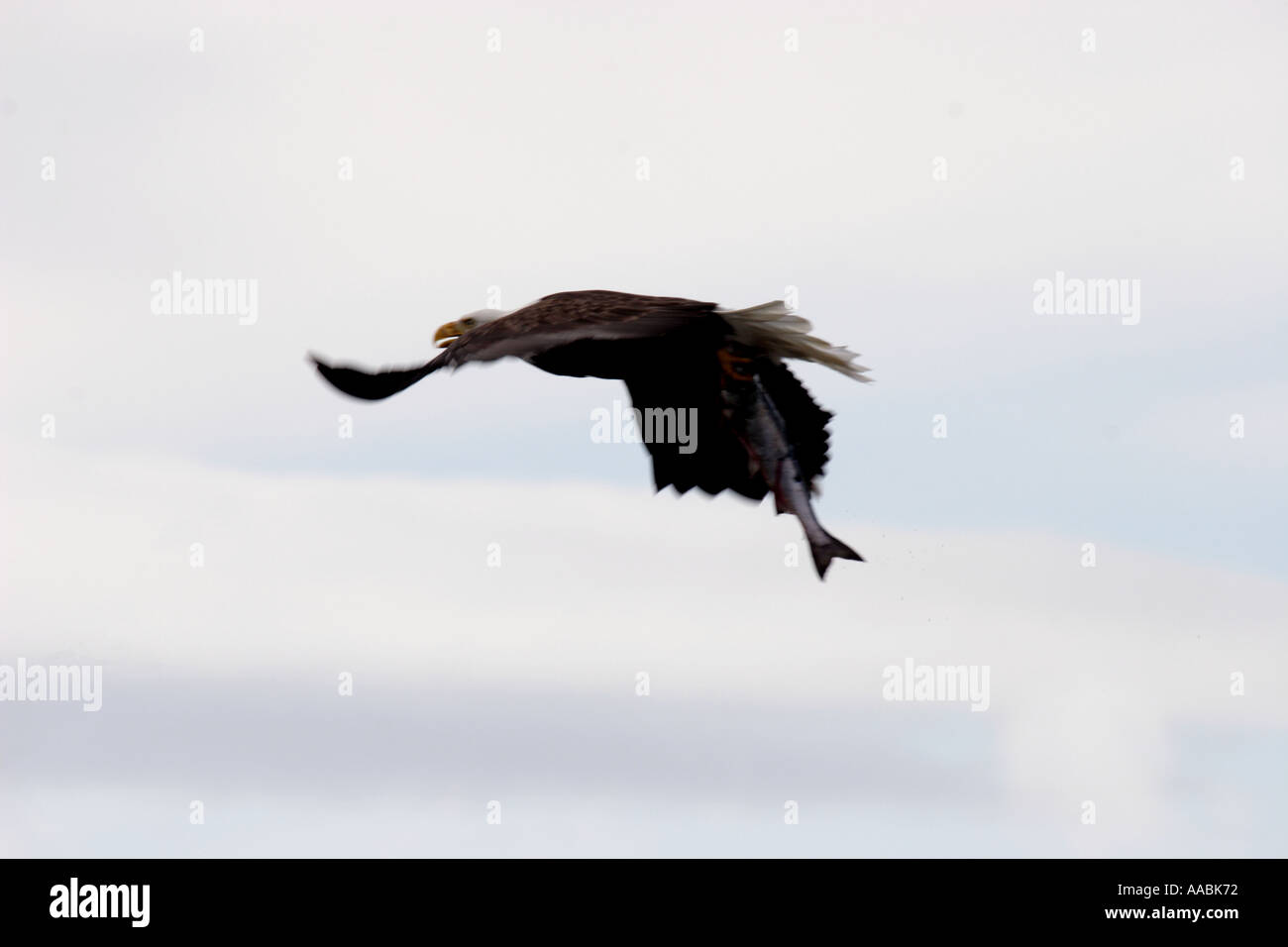Rear view Bald Eagle with fish in talons in Flight near Tofino British ...