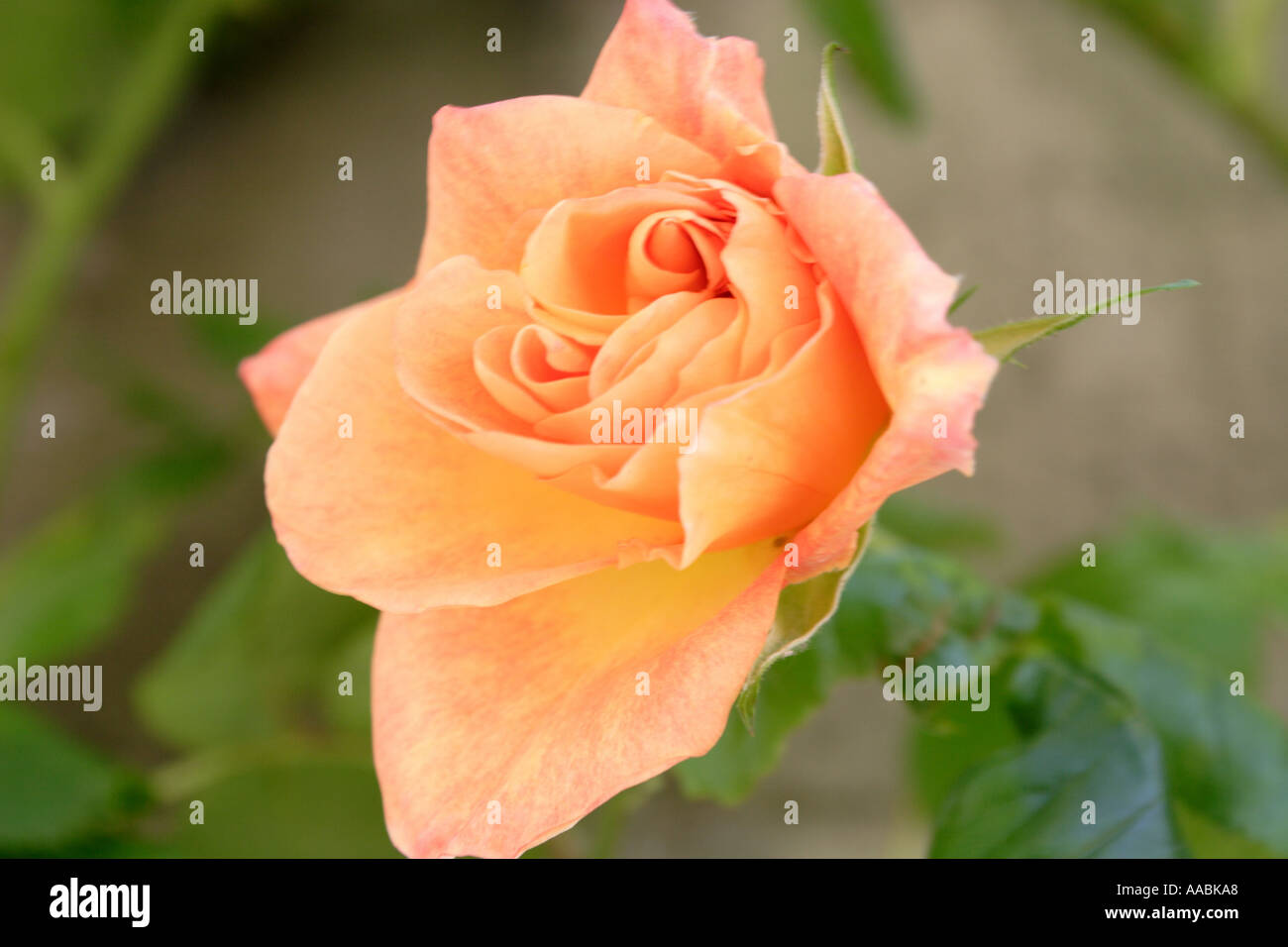 Peach Rose in early bloom Stock Photo - Alamy