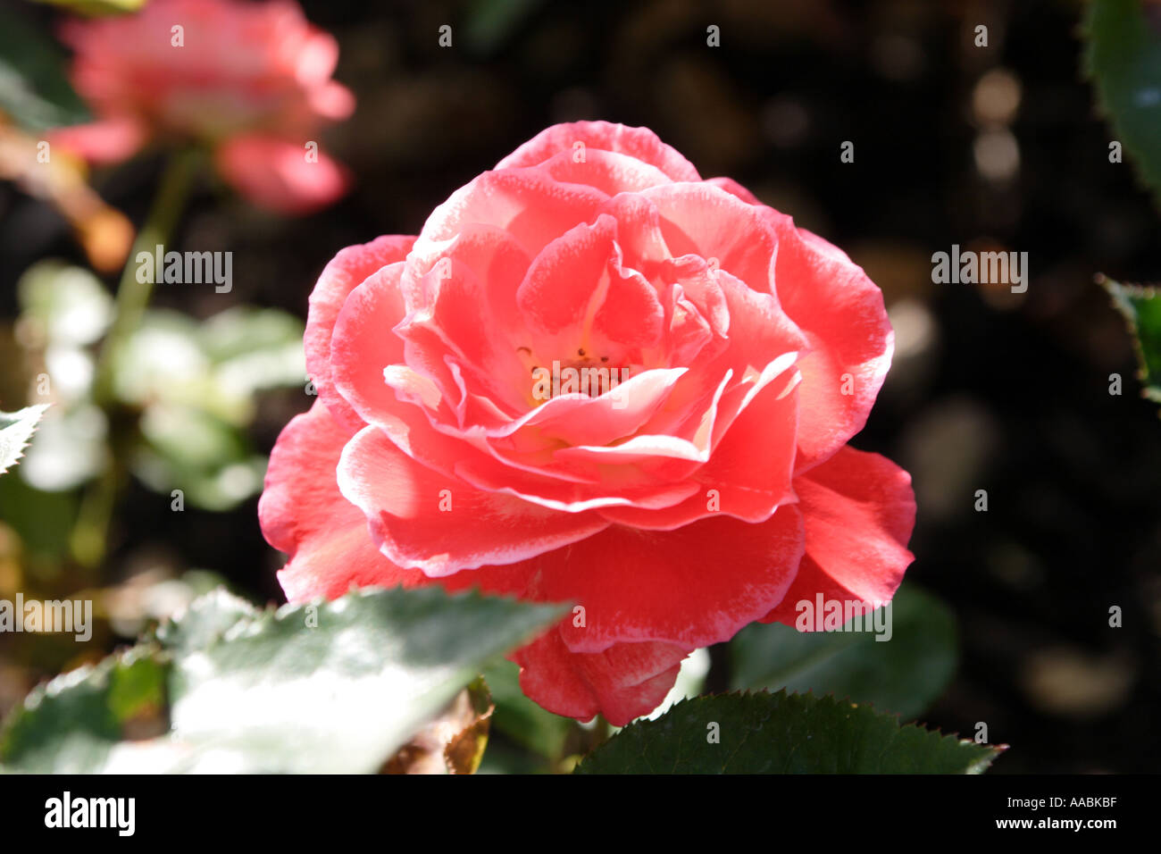 Beautiful modern shrub rose hi-res stock photography and images - Alamy