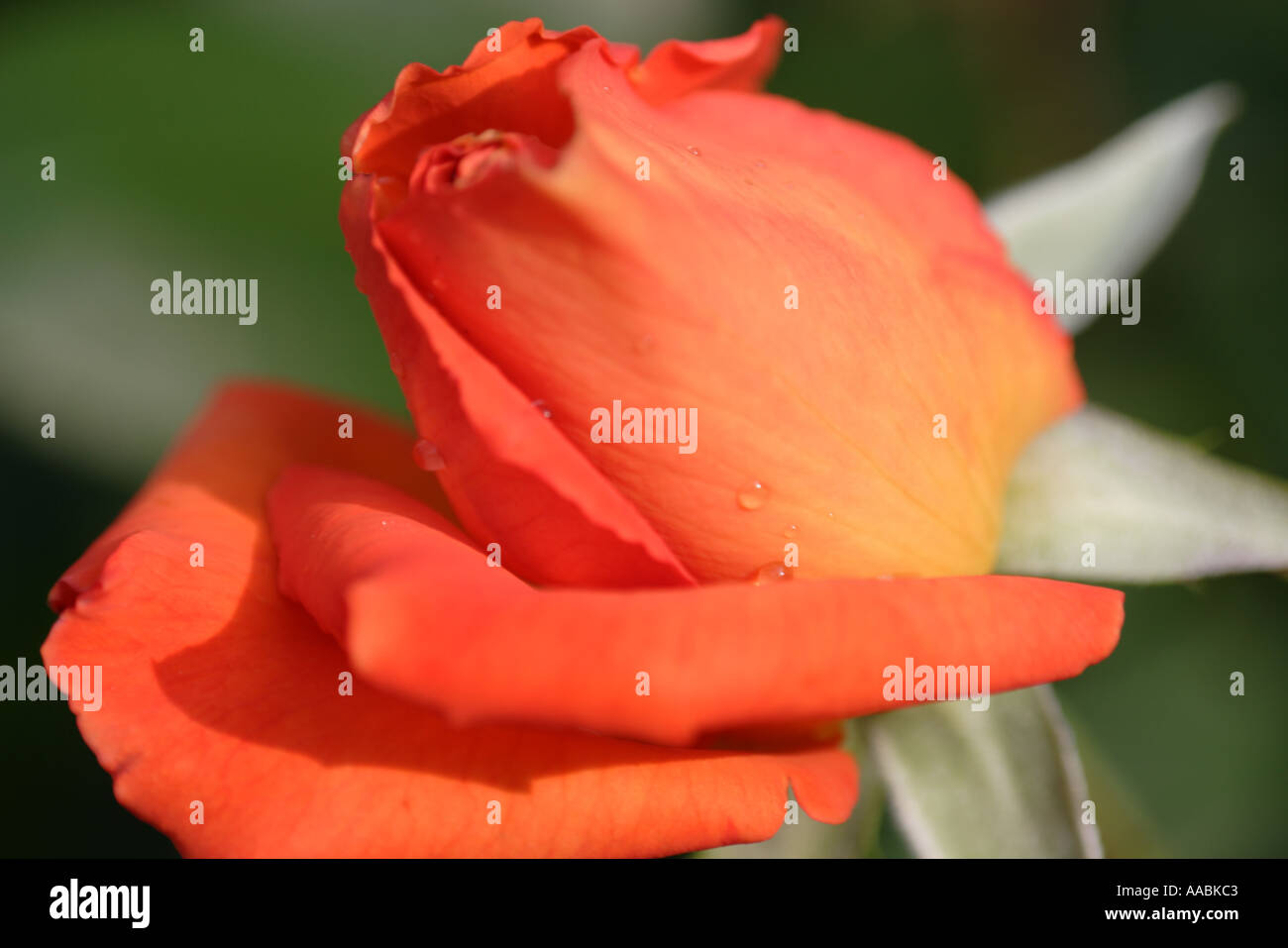 Rose wildfire hi-res stock photography and images - Alamy