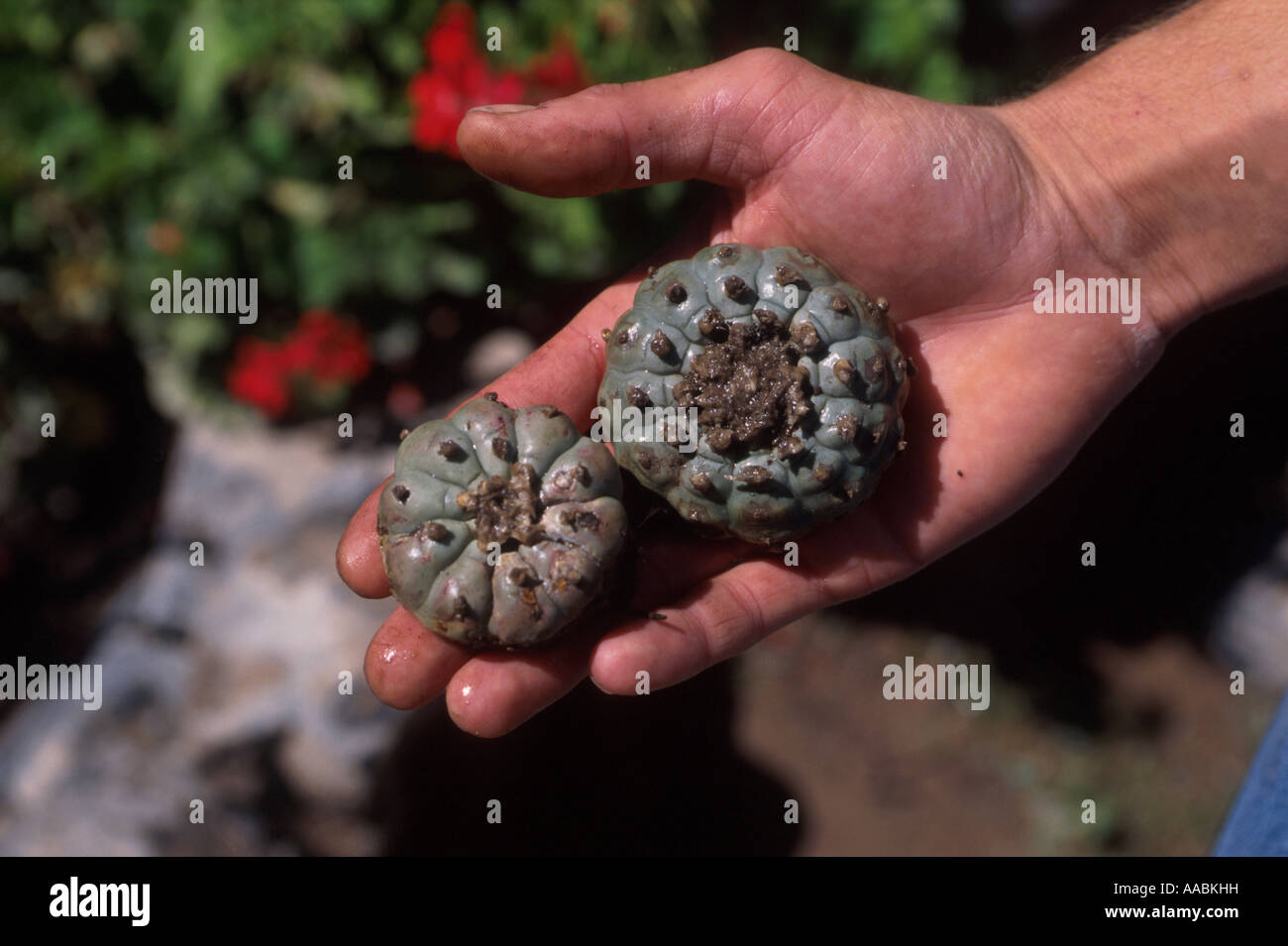 The Peyote a cactus with hallucinogenic properties Estacion Catorce ...
