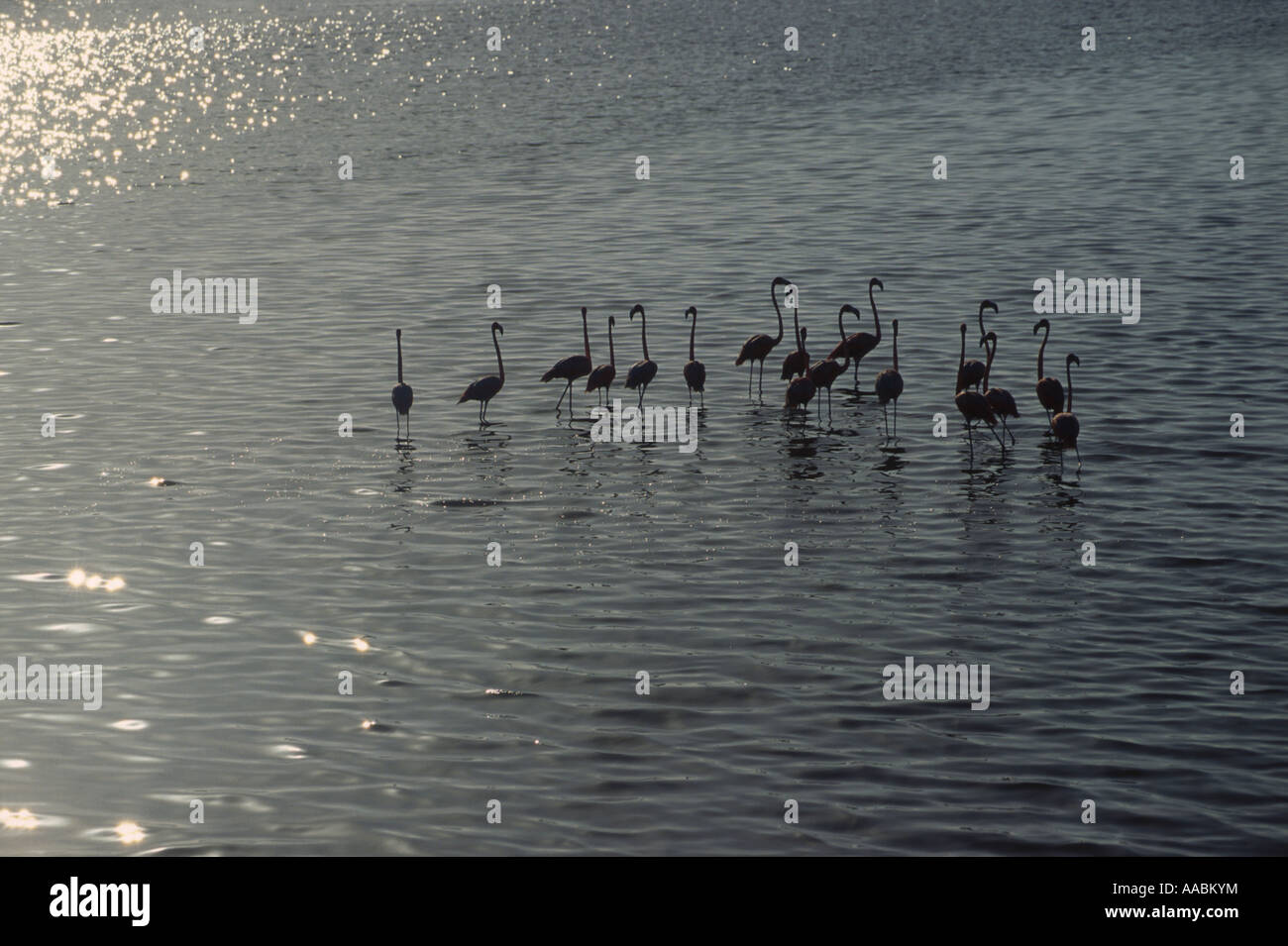 Flamingos on Rio Lagartos Mexico Stock Photo - Alamy