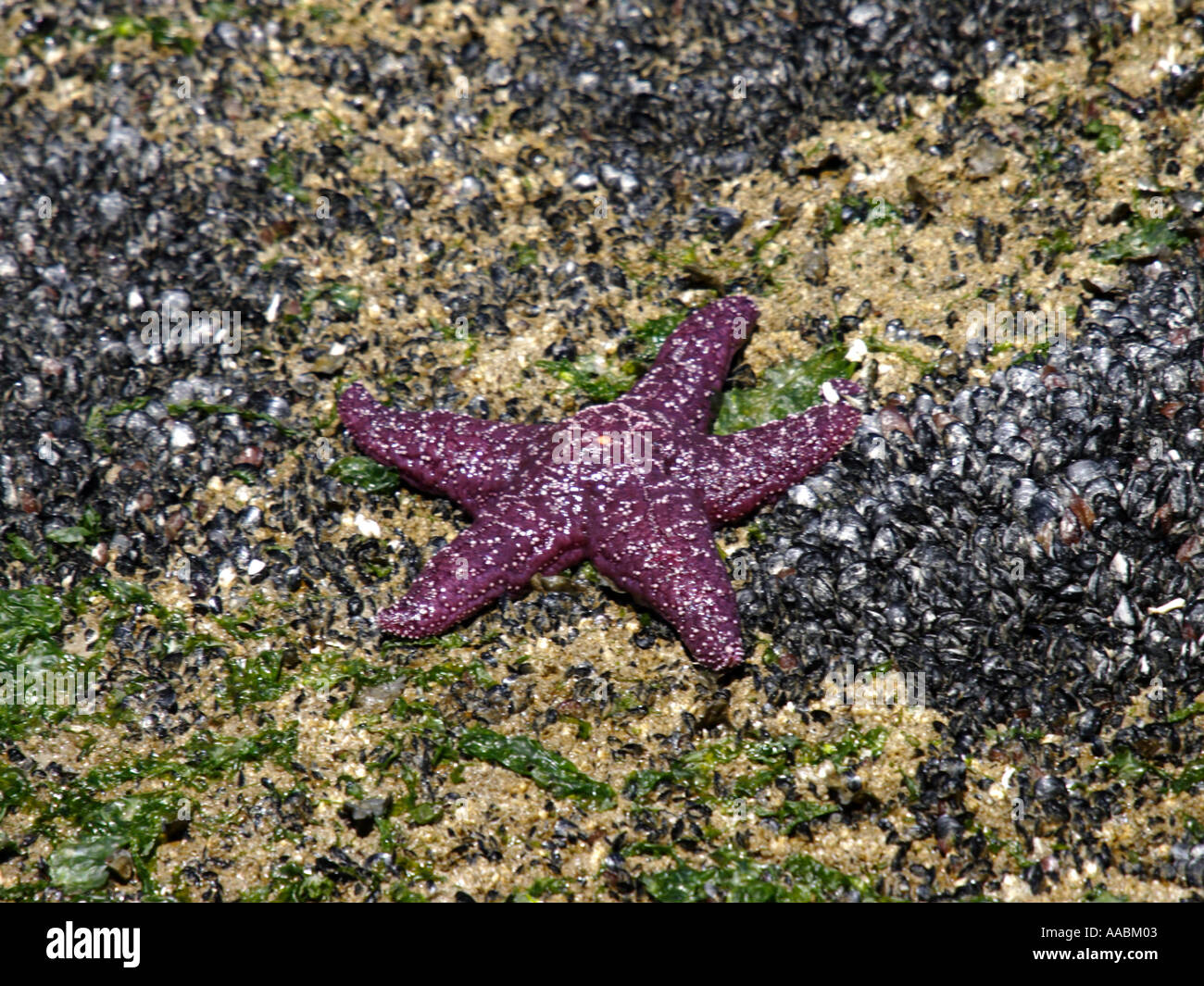 Ochre seastar starfish hi-res stock photography and images - Alamy