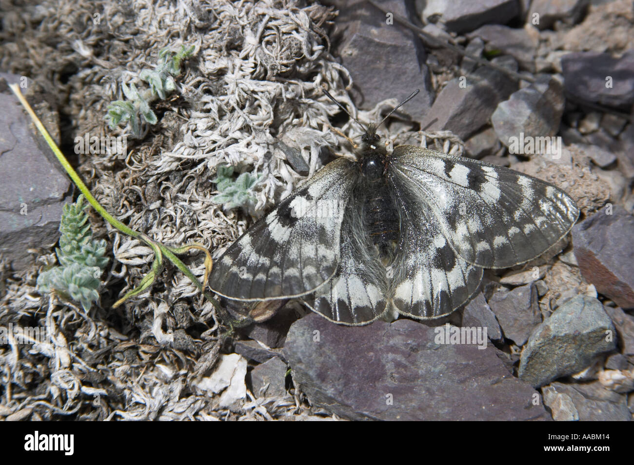 Parnassius patricius hi-res stock photography and images - Alamy