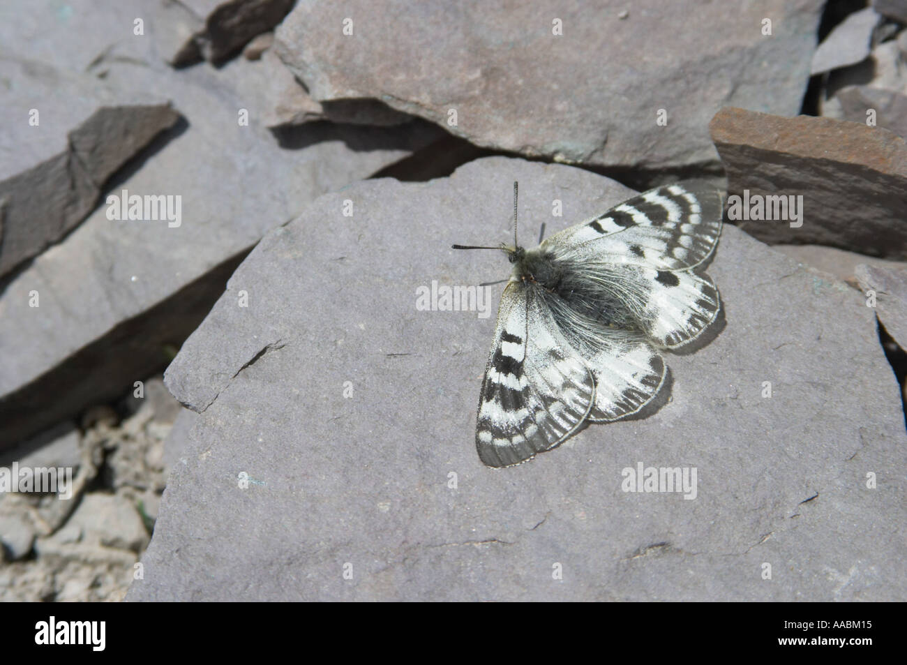 Parnassius patricius hi-res stock photography and images - Alamy
