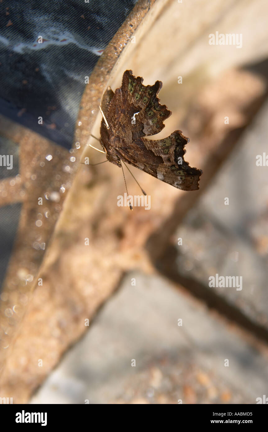 Invisible butterfly hi-res stock photography and images - Alamy