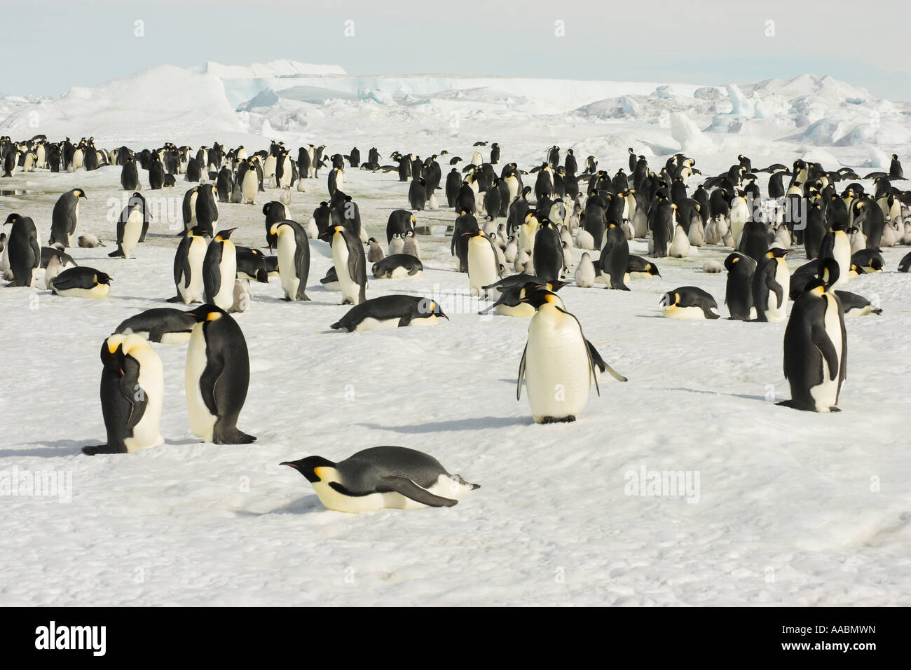 Emperor penguin breeding colony hi-res stock photography and images - Alamy