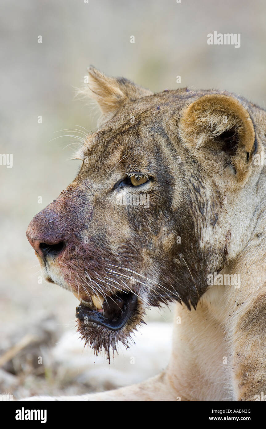 LionessPanthera leo portrait bloodstained face at kill South Luangwa ...