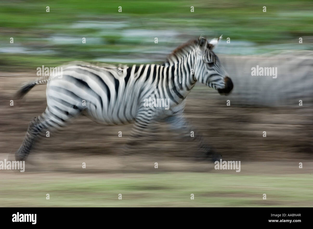 Common zebra equus quagga cantering Masai Mara national park Kenya ...