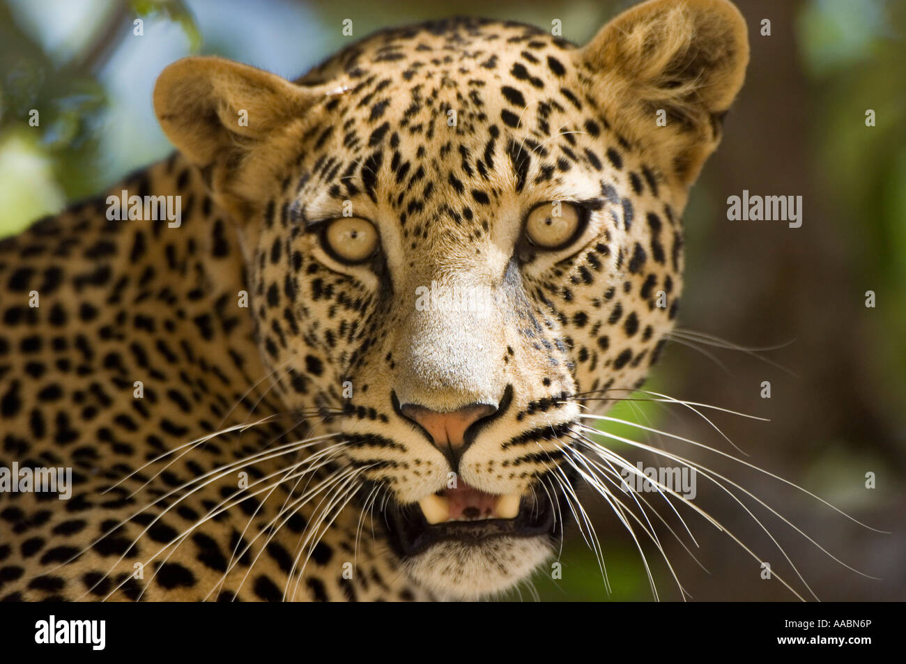 Portrait of male leopard staring eyes Panthera pardus Samburu Kenya ...