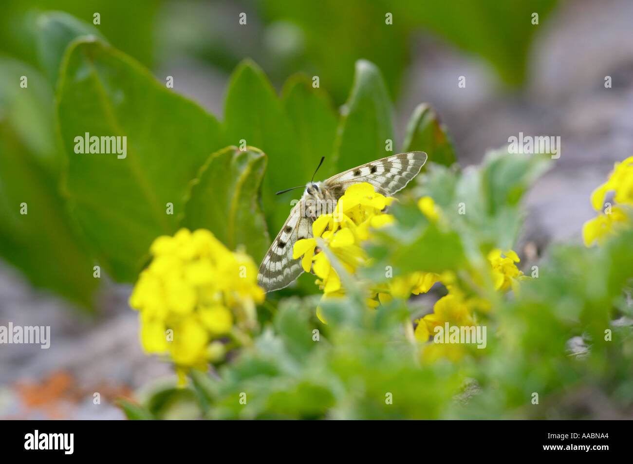 Papilionid butterfly hi-res stock photography and images - Alamy