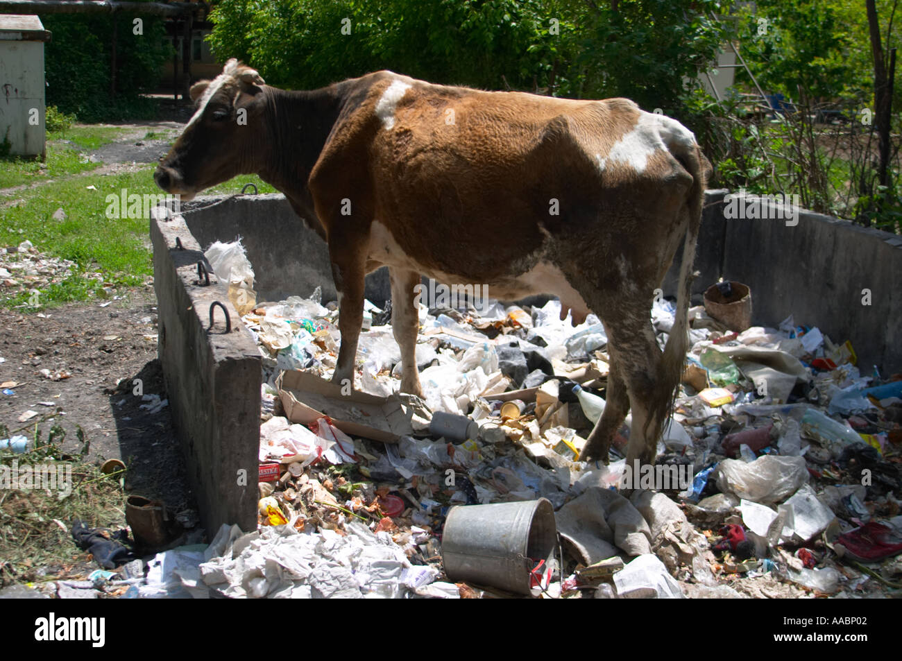 Cow in a trash, Uzbekistan Stock Photo - Alamy