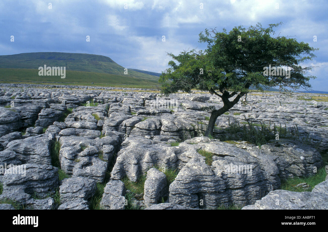 Limestone Pavement in the Yorkshire Dales National Park England Stock ...