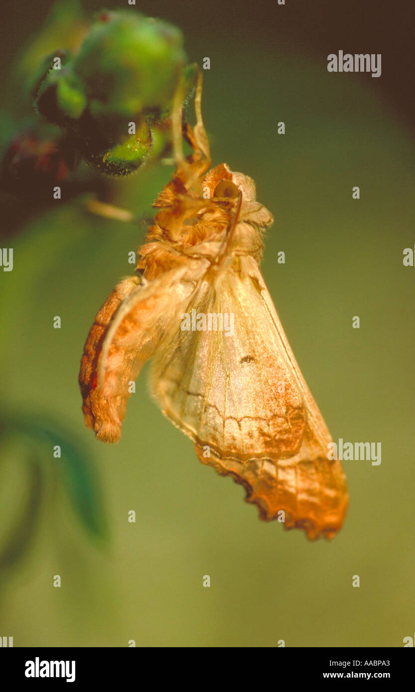 Lackey Moth, Malacosoma neustria, Lasiocampidae, Lepidoptera Stock ...